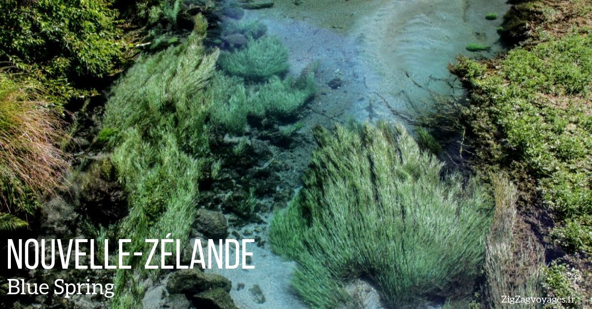 Visiter Blue Spring (Rotorua, Nouvelle-Zélande) - Conseils + Photos